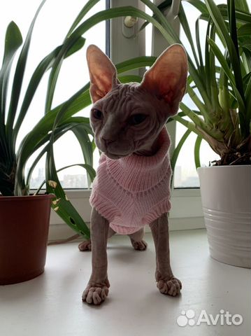 Канадский Сфинкс (котенок)