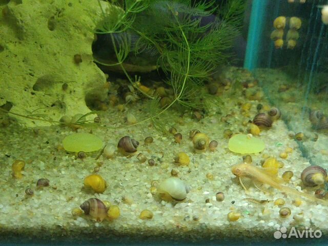 Мальки гуппи и улитки ампулярии разных расцветок
