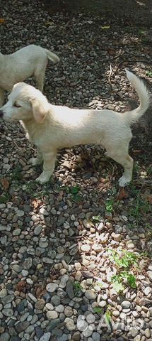 Милые щенки хотят найти семью