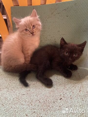 Котята