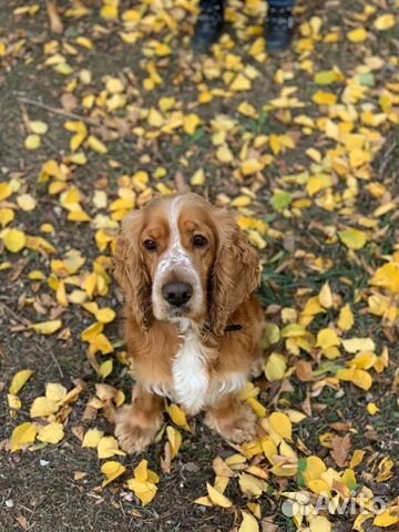 Английский спаниель вязка