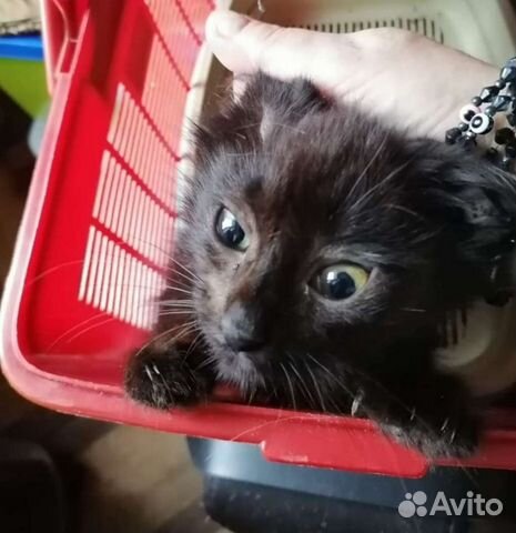 Живёт в переноске у неадеквата