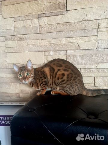 Бенгальская кошка