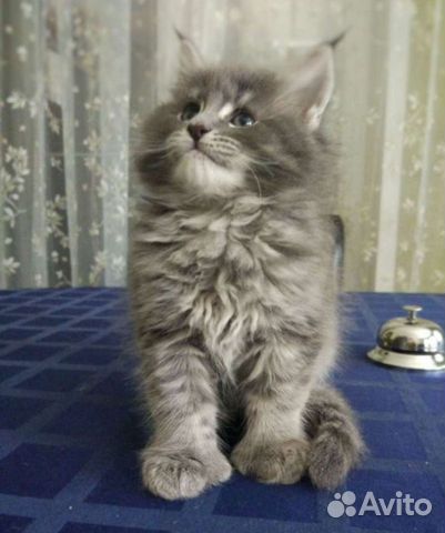 Котята и вязка с их отцом