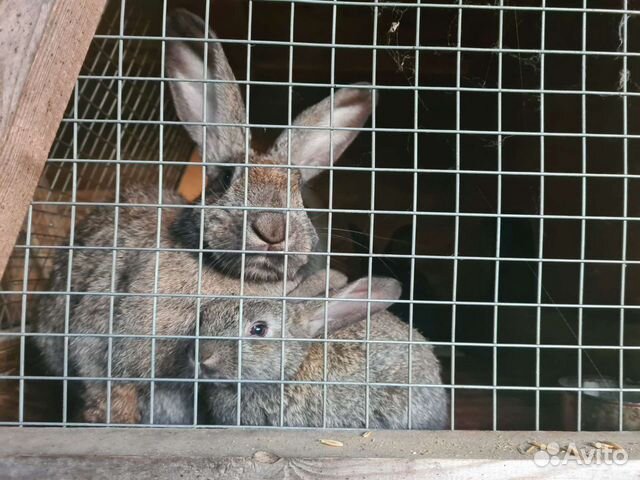 Кролики мясных пород