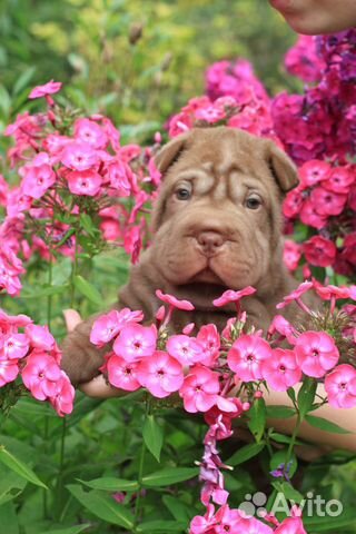 Щенкок шарпей