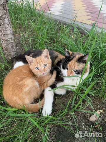 Рыжая кошечка