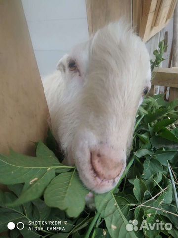 Козел ламанча