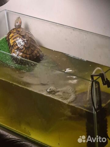 Красноухая черепаха с аквариумом
