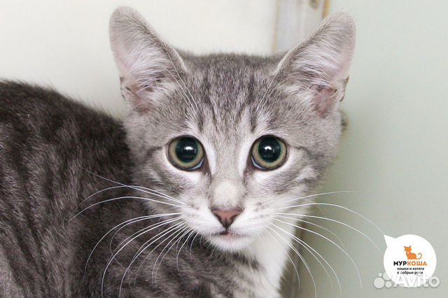 Жюль учится общаться с людьми