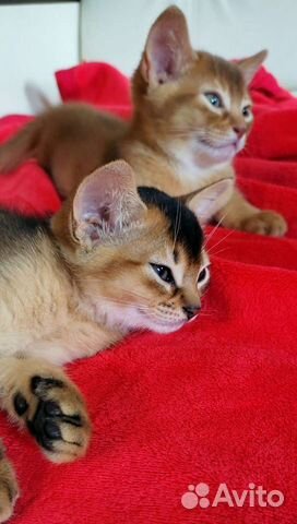Абиссинские котята