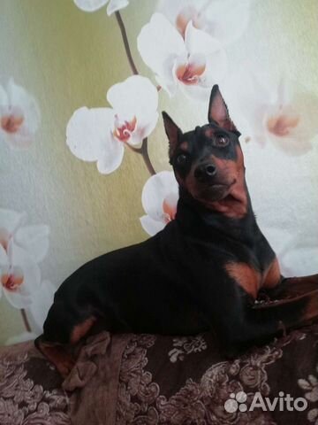 Вязка цвергпинчер