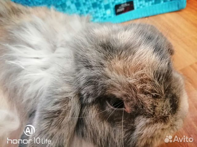 Декоративный кролик бесплатно с клеткой