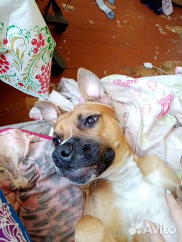 На связку питбуль