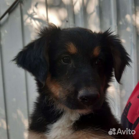 Щенуля ищет дом