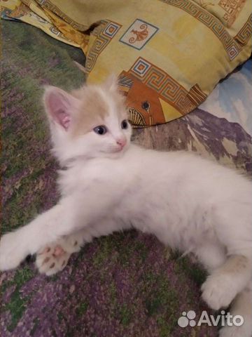 Рыжий котенок мальчик месячный