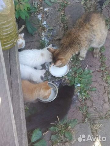 Котята от сибирского котика и абиссинские кошечки