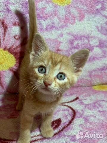 Рыжий котенок девочка