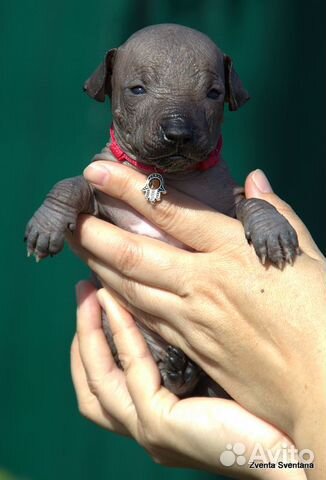 Щенки ксолоитцкуинтли (средний размер)