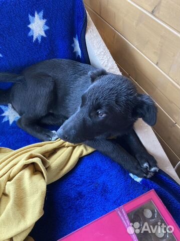 Собака метиз черного цвета