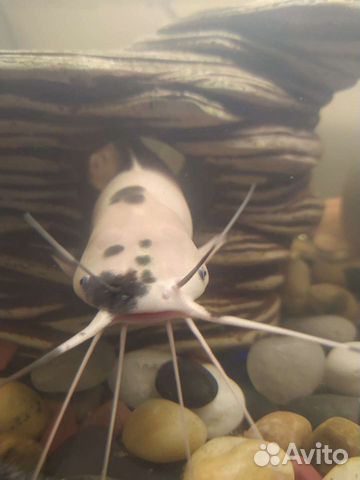 Сомы мешкожаберники