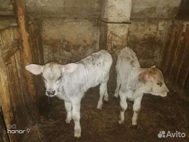 Швицы бычки И тёлочки на заказ