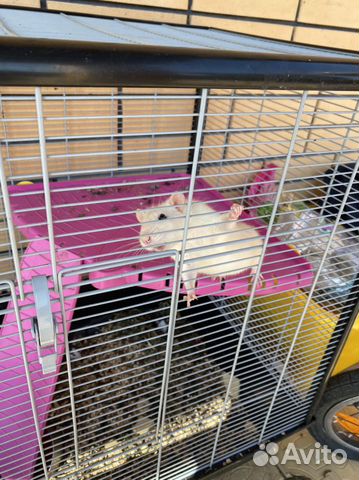 Отдам 2 взросгые крысы и крысят в добрые руки