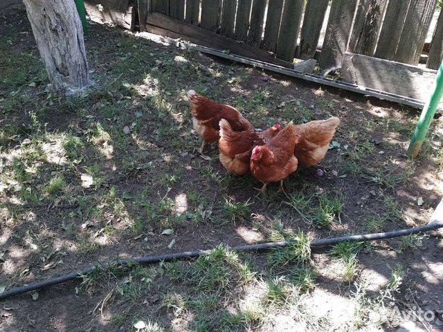 Куры несушки ломан браун