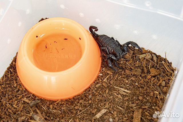 Азиатский лесной скорпион