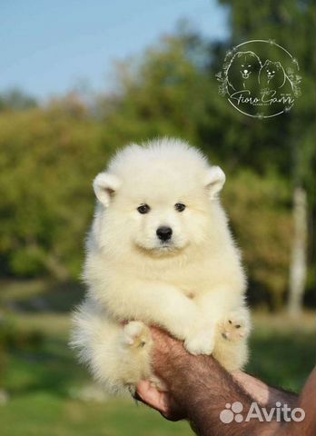 Самоедская девочка мишка