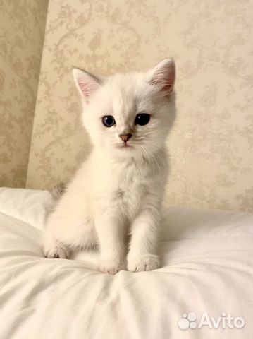 Котенок породы британская серебристая шиншилла