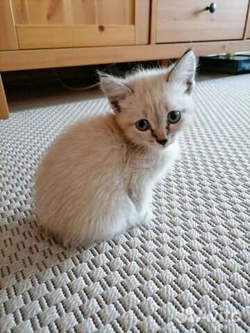 Тайские котята