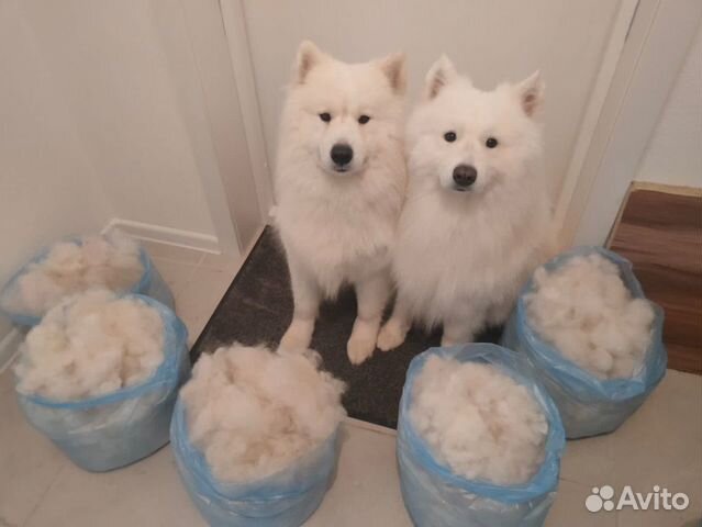 Шерсть самоеда