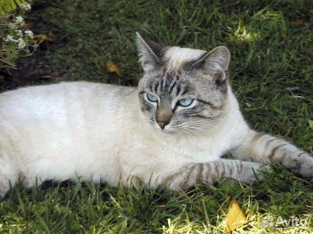 Тайская кошка