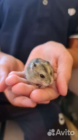 Джунгарский хомяк