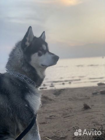 Собака маламут Вязка маламута