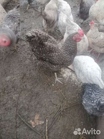 Куры молодки несушки доминант