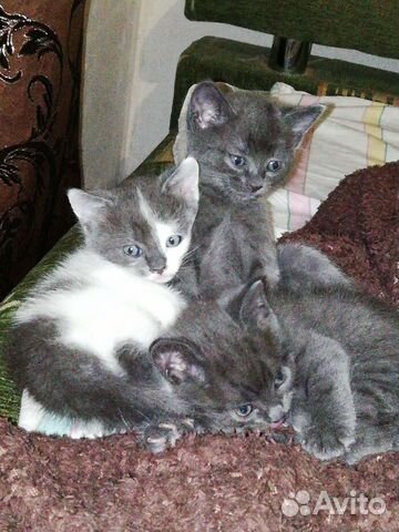 Котятки в добрые руки