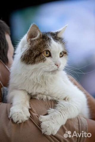 Котик Николя в добрые руки