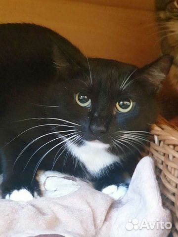 Кошки бесплатно