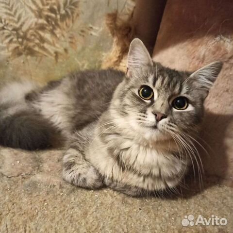 Кошечка ищет дом