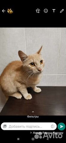 Котенок ищет дом