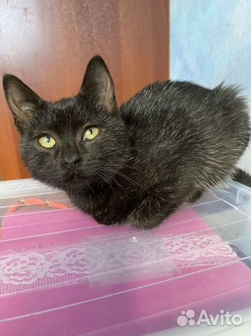 Мокка ищет маму