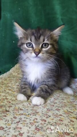 Сибирская метис девочка (1,5 мес)