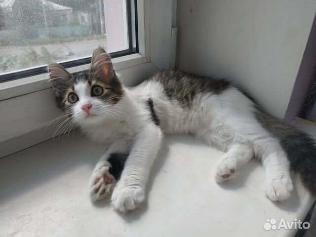 Котофей 2,5 месяца в добрые руки