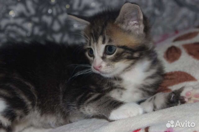 Котенок Плюша