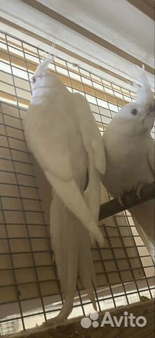 Попугай корелла альбино