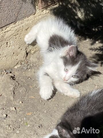 Котята отдам бесплатно. 4 котенка ждут своих новых