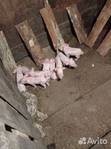 Поросята ландрас