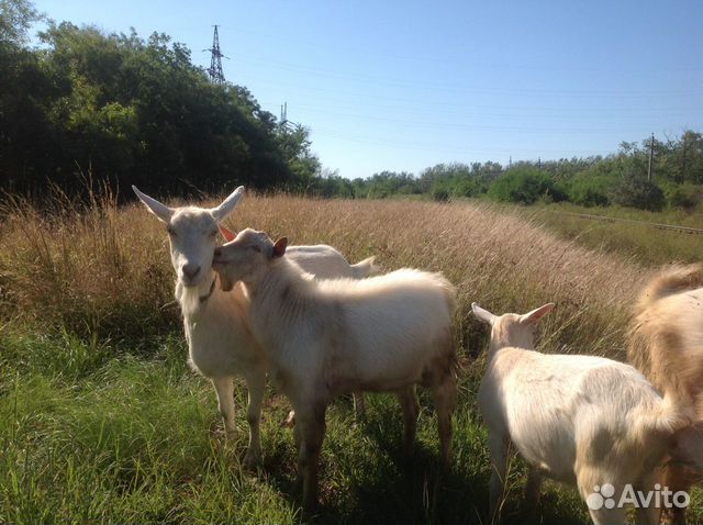 Зааненские козы